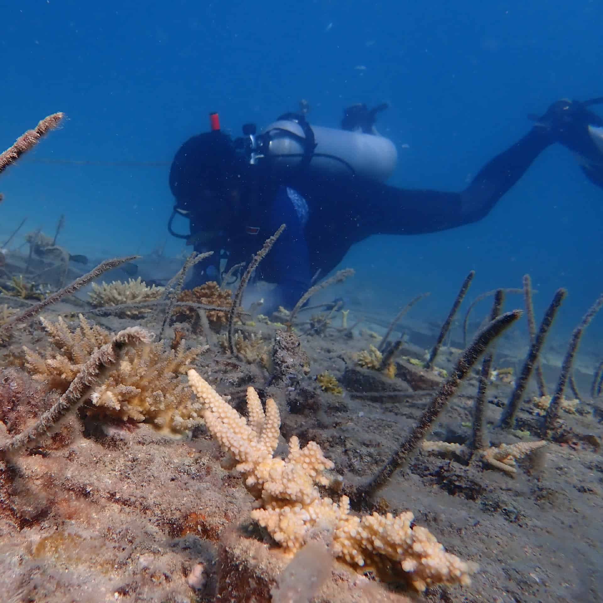 Sustainability - Alunan Resort: All-Inclusive Resort in Perhentian Islands