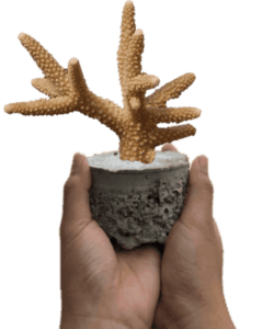 Explore Alunan Coral Project at Alunan Resort All-Inclusive